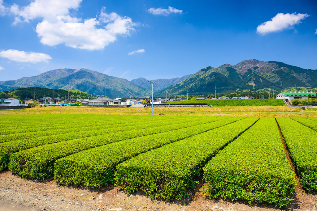Top 5 Regions for Tea in Japan - Learn the Authentic Japanese Culture ...